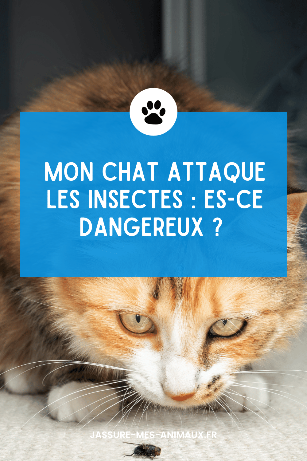 Mon chat mange des insectes : causes et risques - JMA