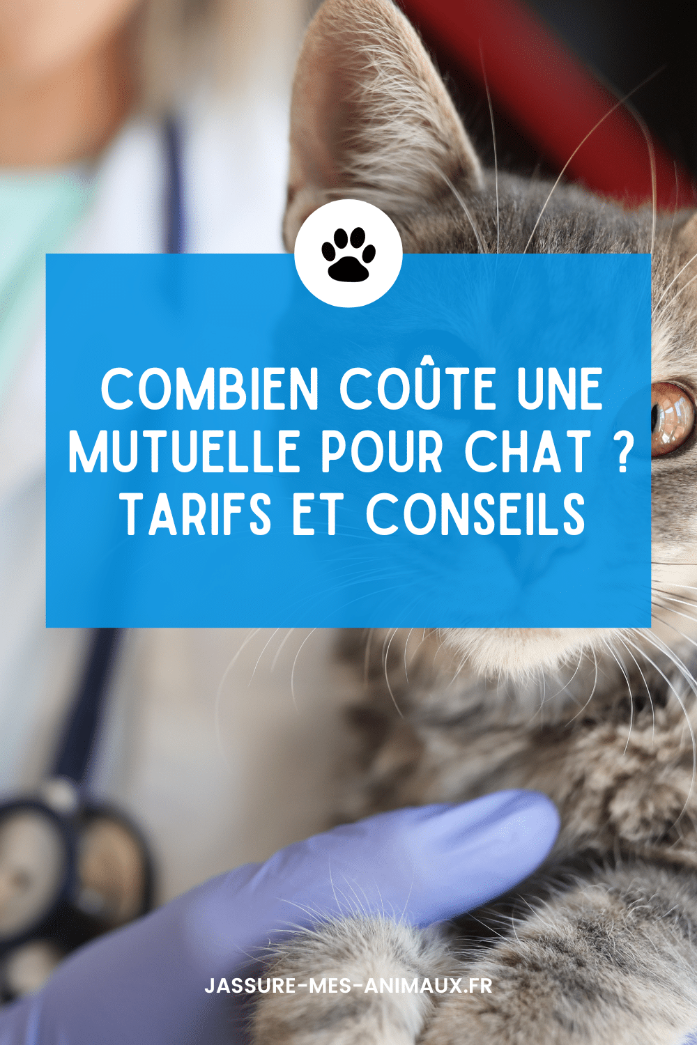 Quel est le tarif d’une mutuelle pour chat ? - JMA