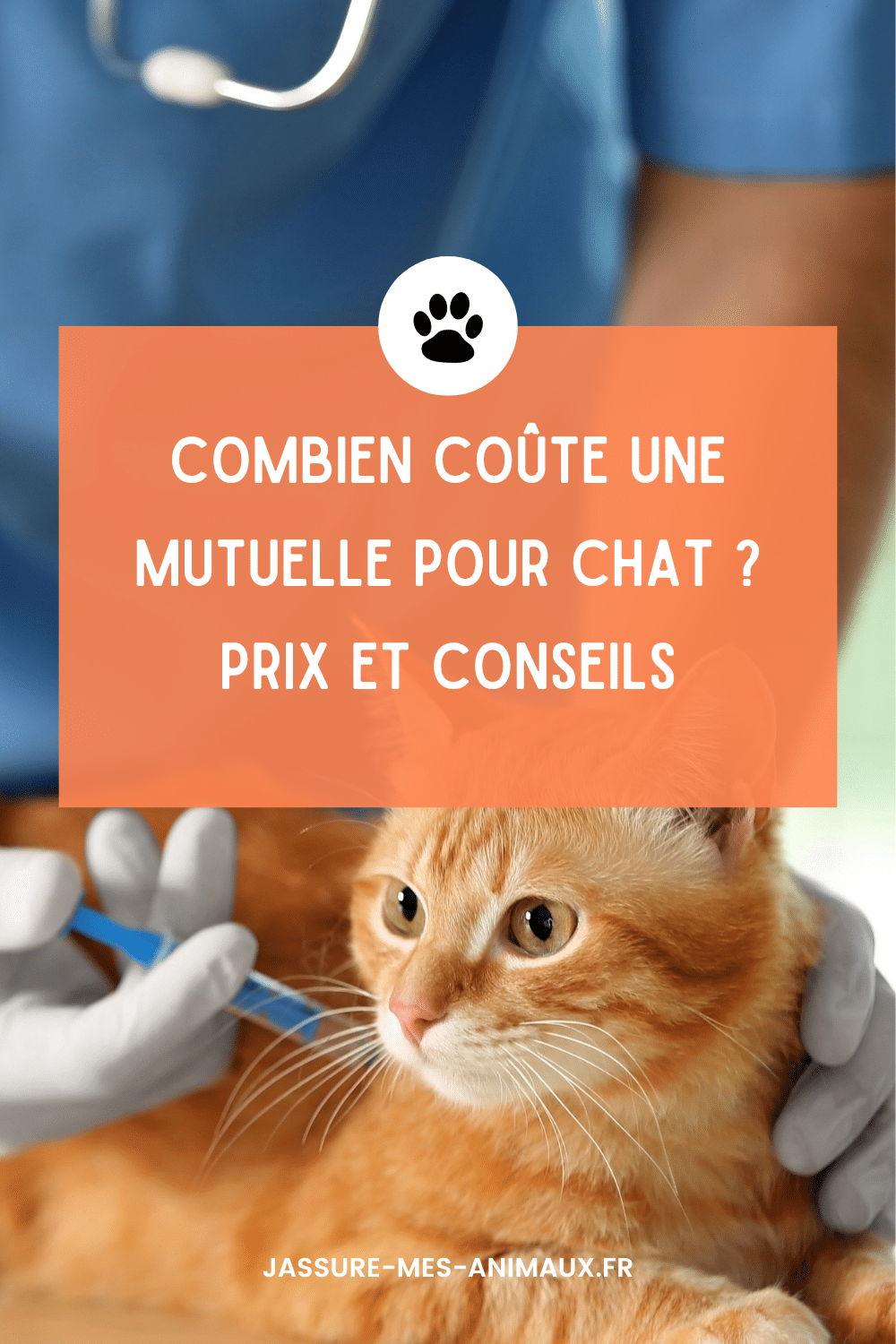 Quel est le tarif d’une mutuelle pour chat ? - JMA
